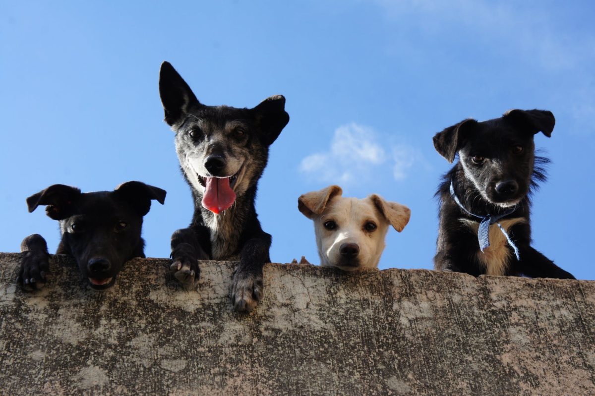 Who let the dogs out?! Woof! Woof! Woof! - Love from the Heartland